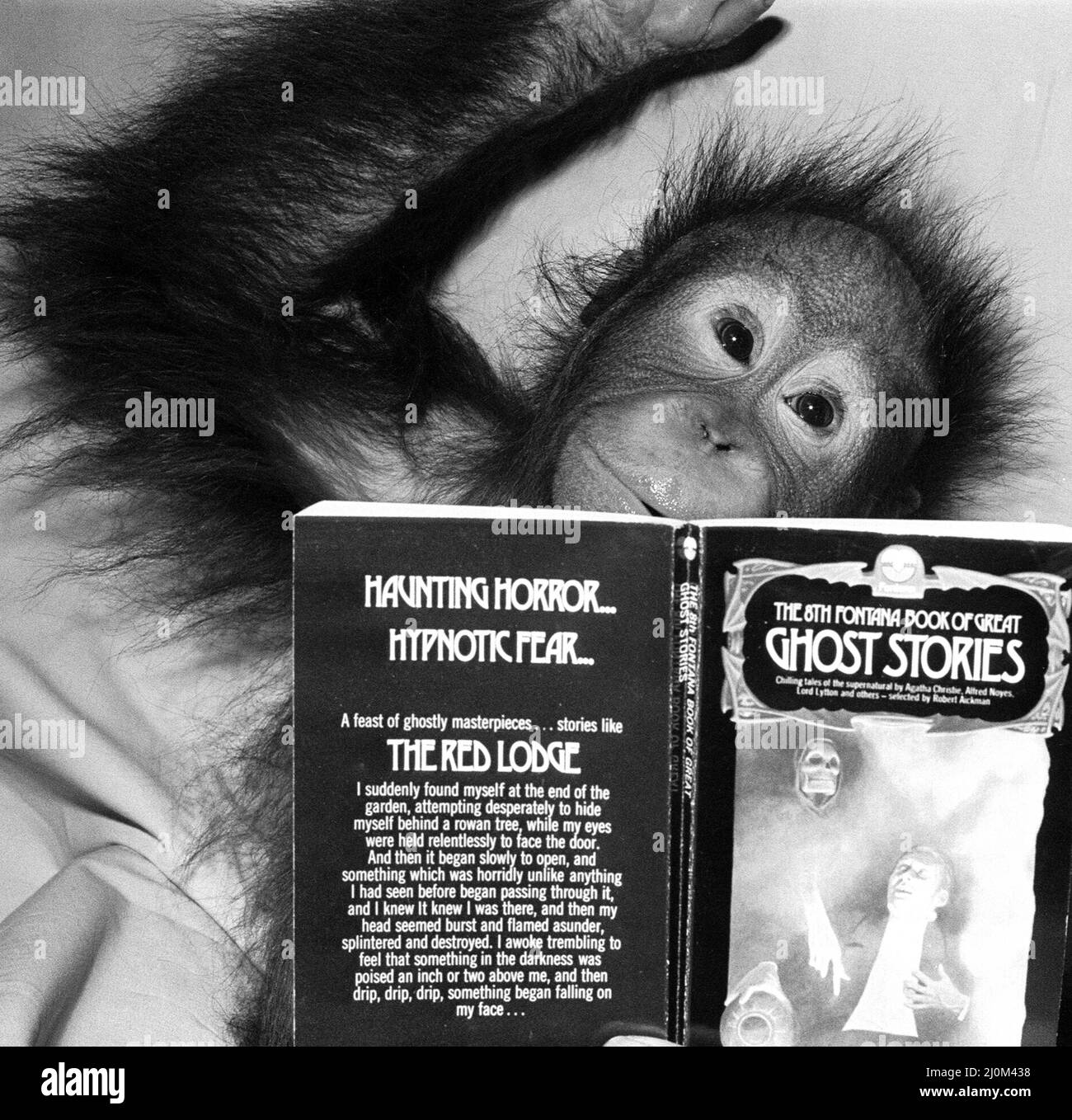 An Orangutan reading ghost stories. 20th November 1980 Stock Photo - Alamy