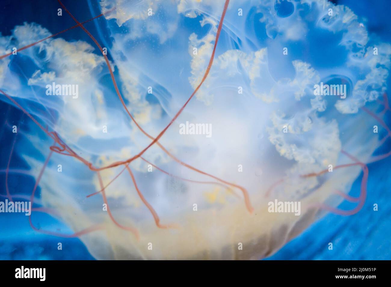 Jellyfish floating in ocean Stock Photo - Alamy