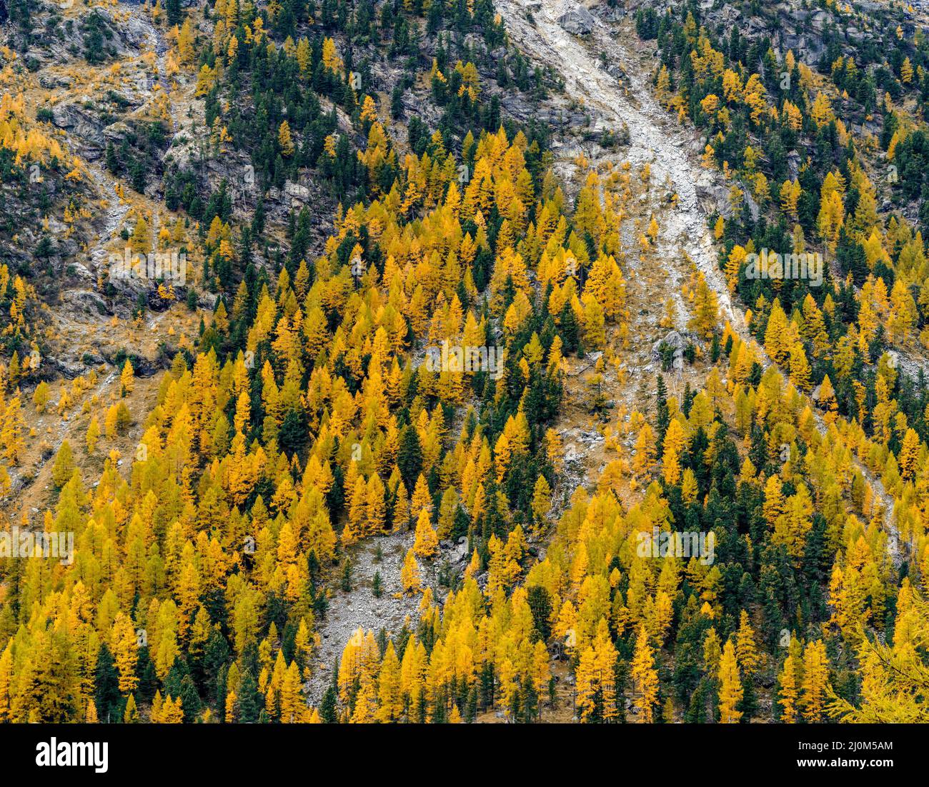 A frontal view of a mountain side covered in bright yellow larch trees ...