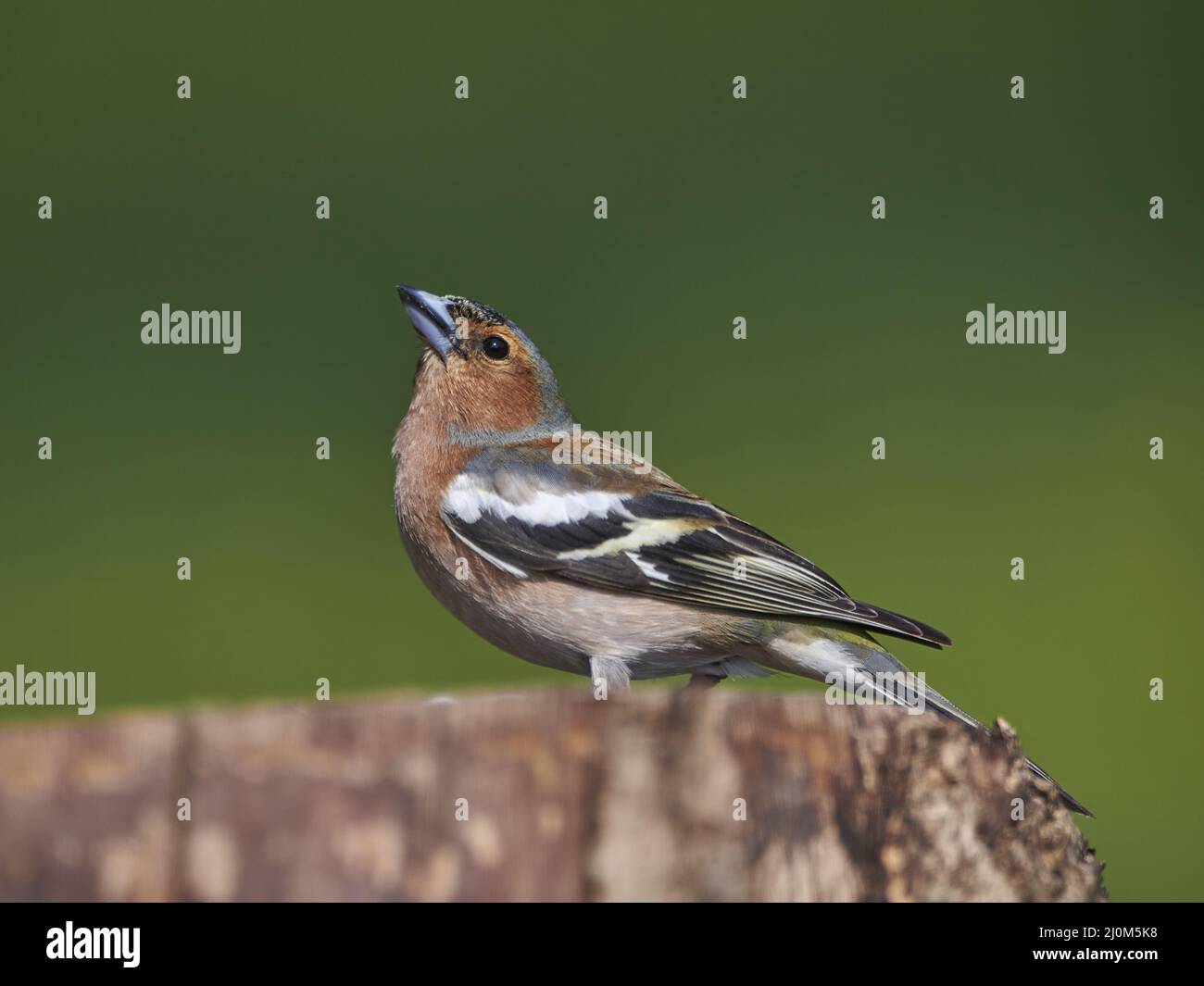 Chaffinchs hi-res stock photography and images - Alamy