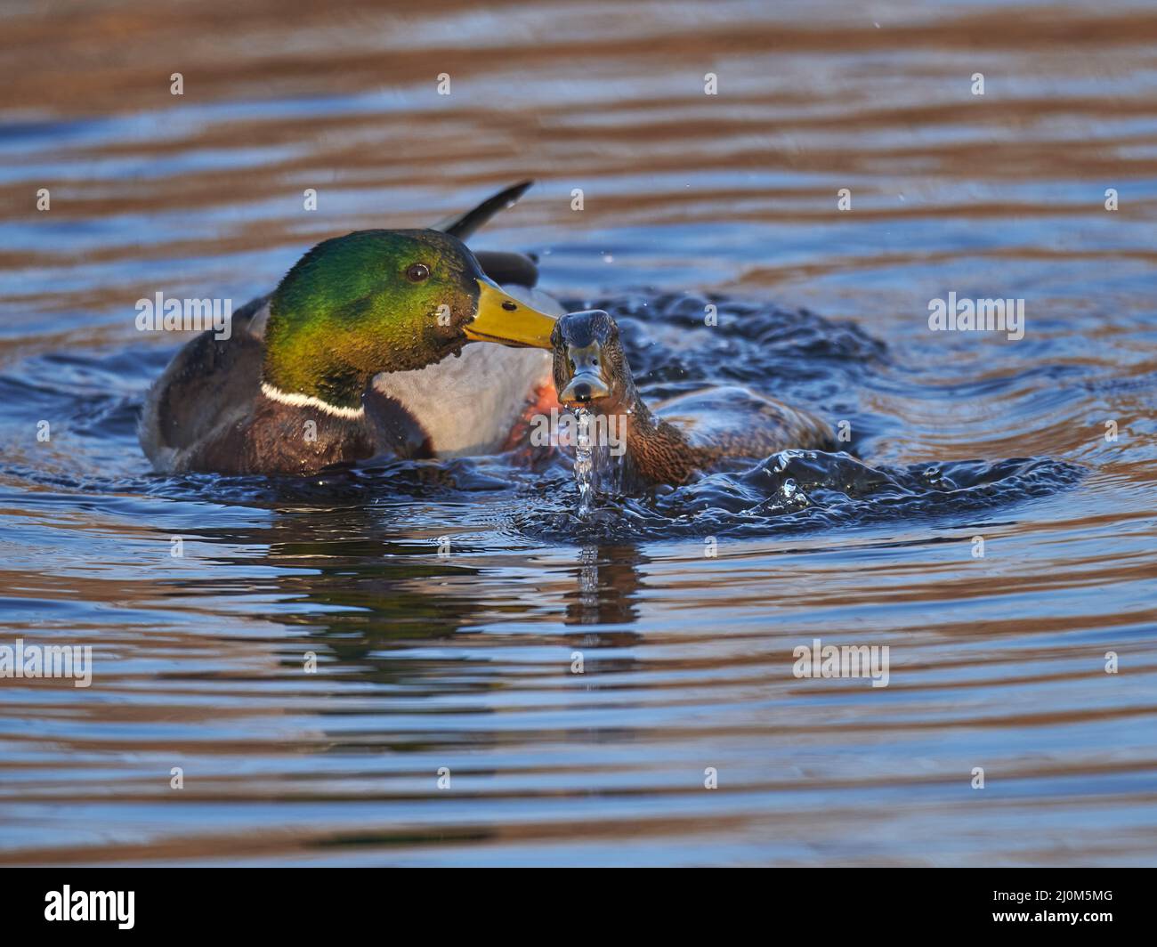Mallard wings hi-res stock photography and images - Alamy