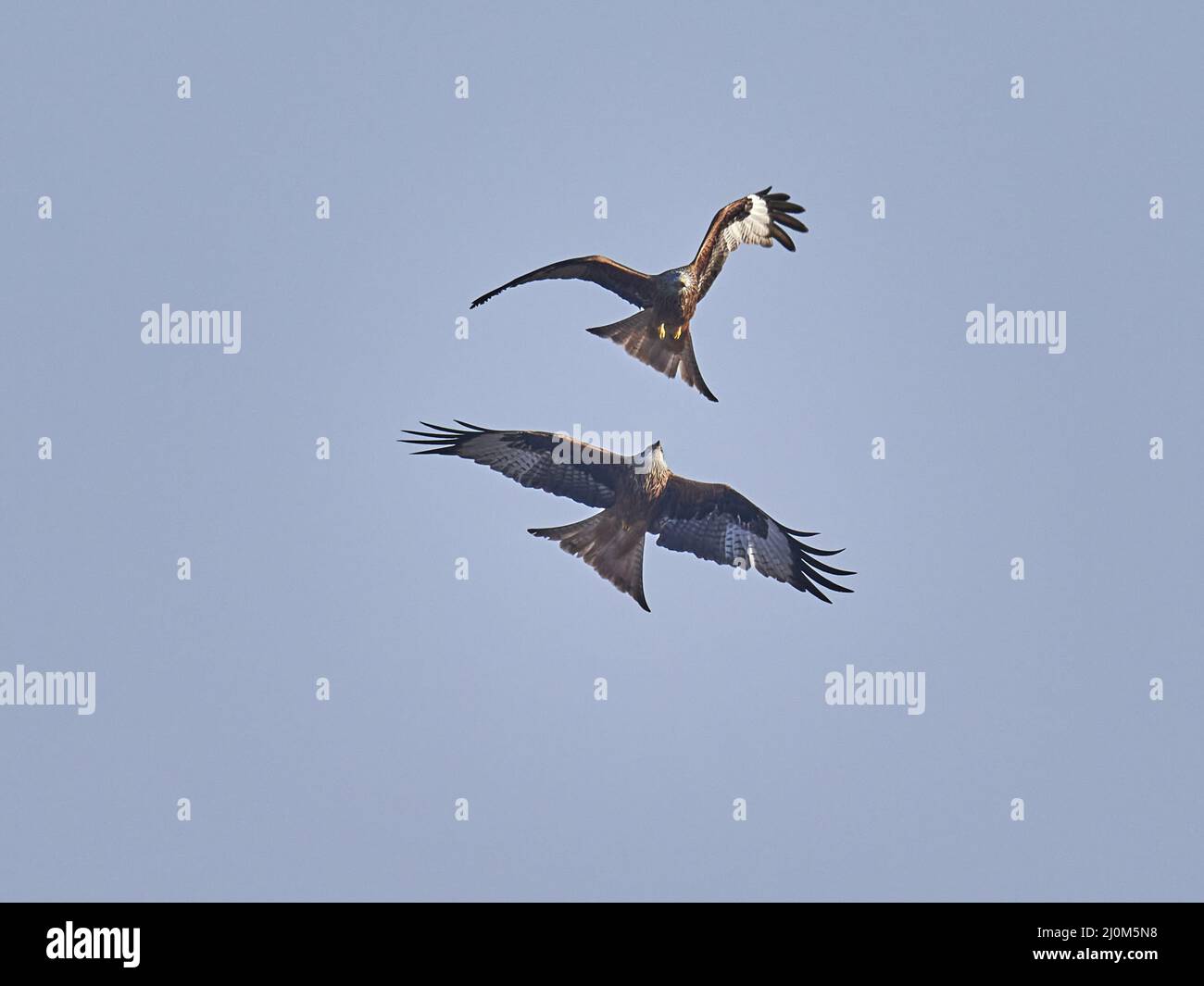 Milvus red milan rotmilan hi-res stock photography and images - Alamy
