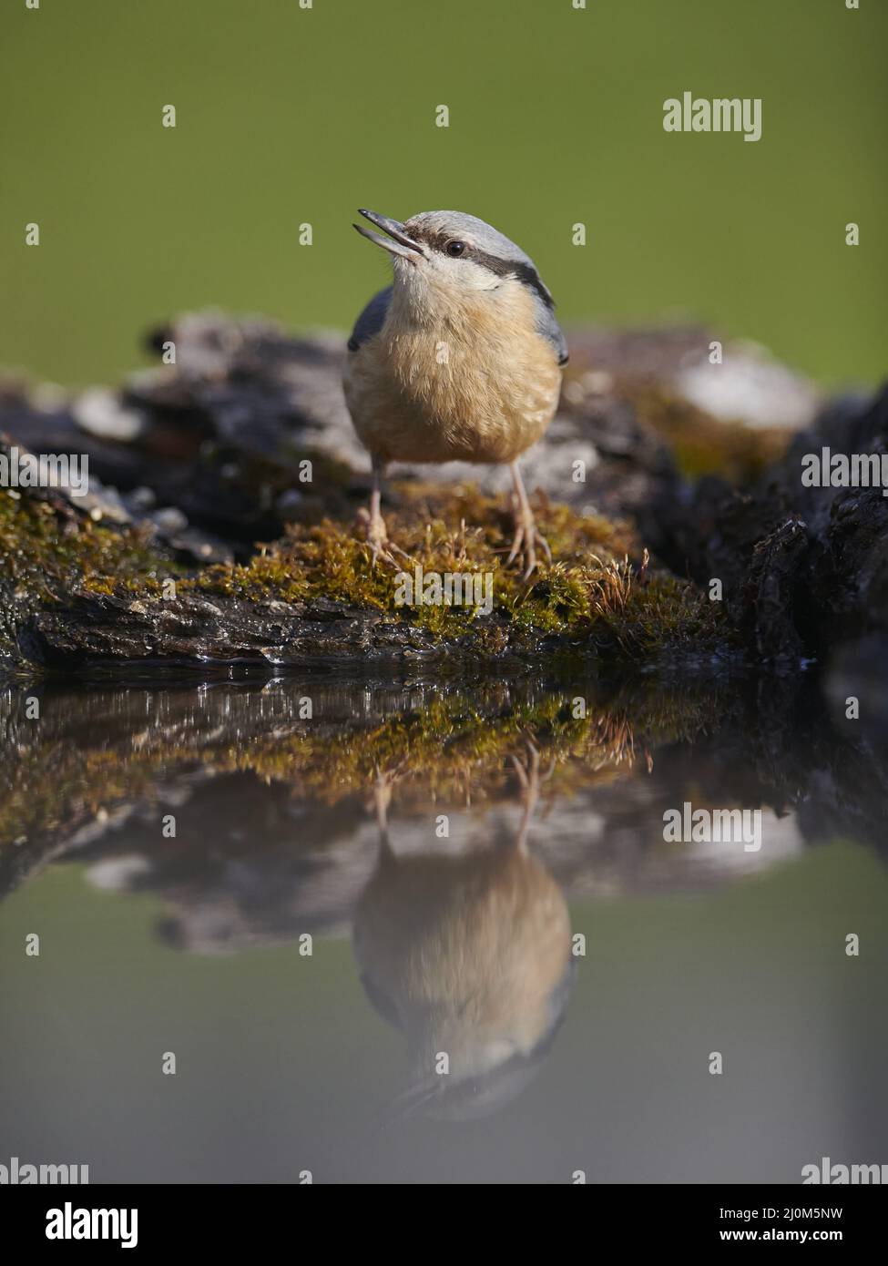 Nuthatch birds hi-res stock photography and images - Alamy