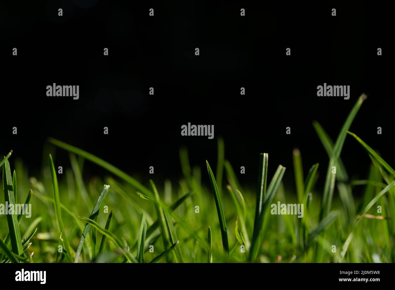 Grass low angle view hi-res stock photography and images - Alamy