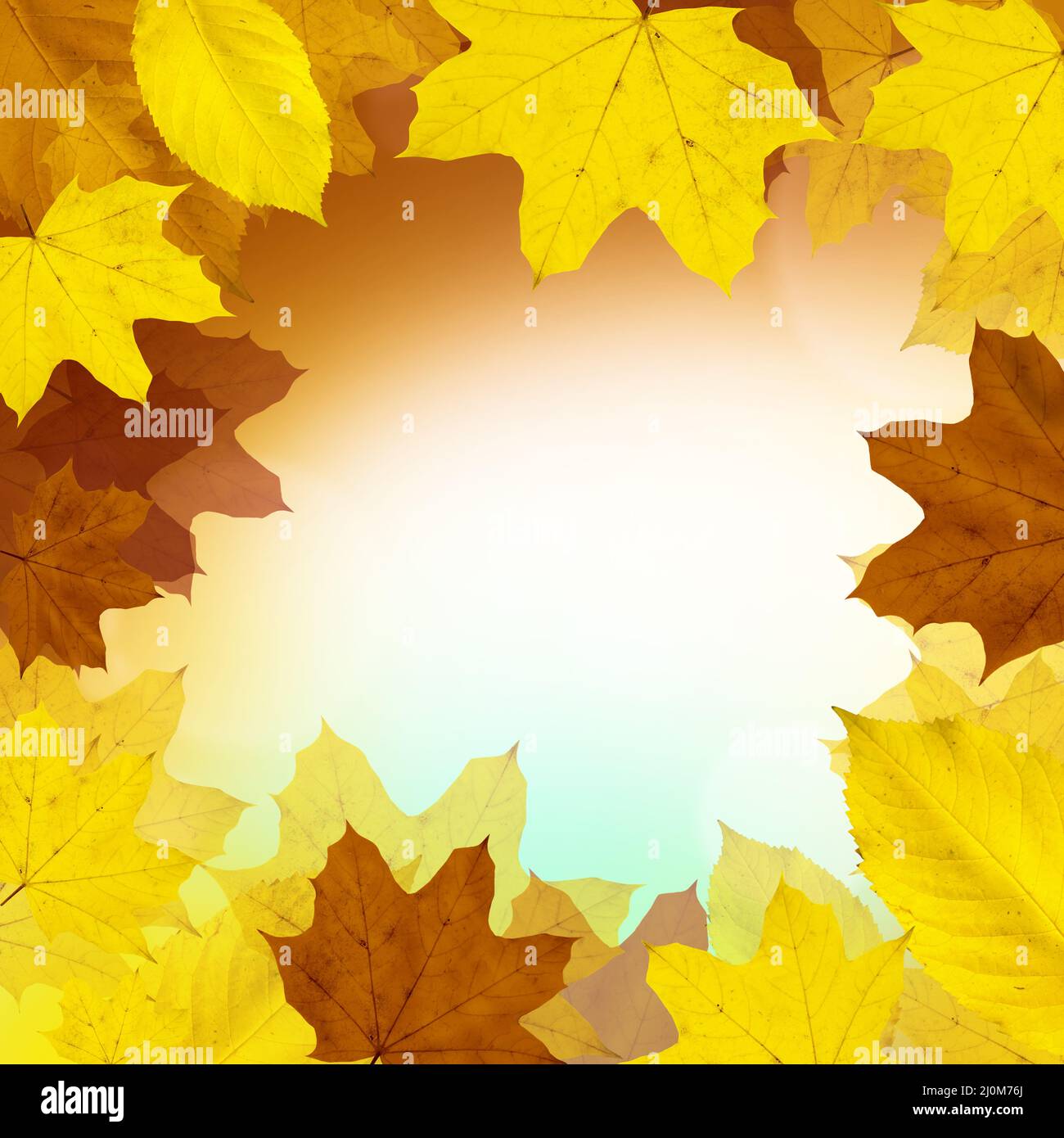 Colorful bright leaves isolated on white background in a frame Stock ...