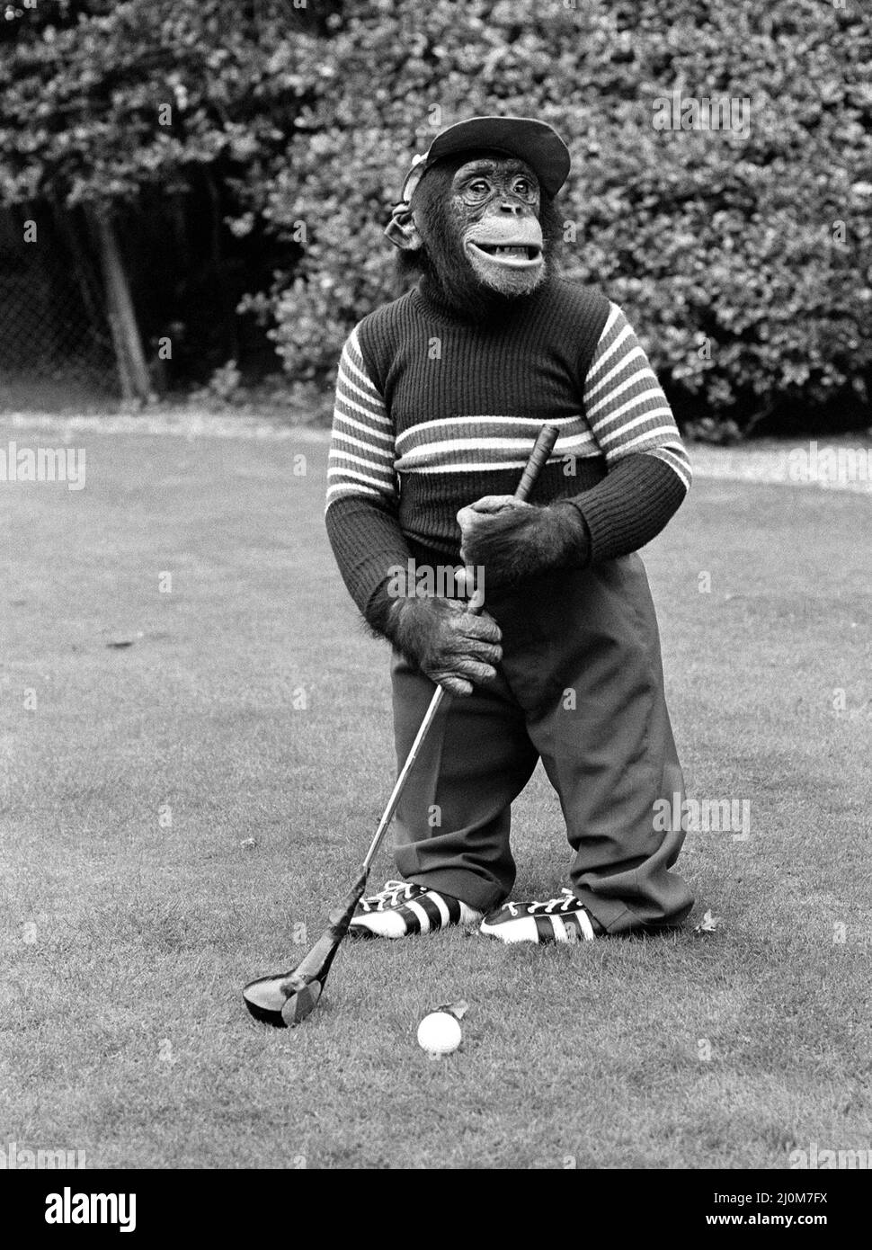 A Chimpanzee at Twycross Zoo playing a round of golf. 10th September ...