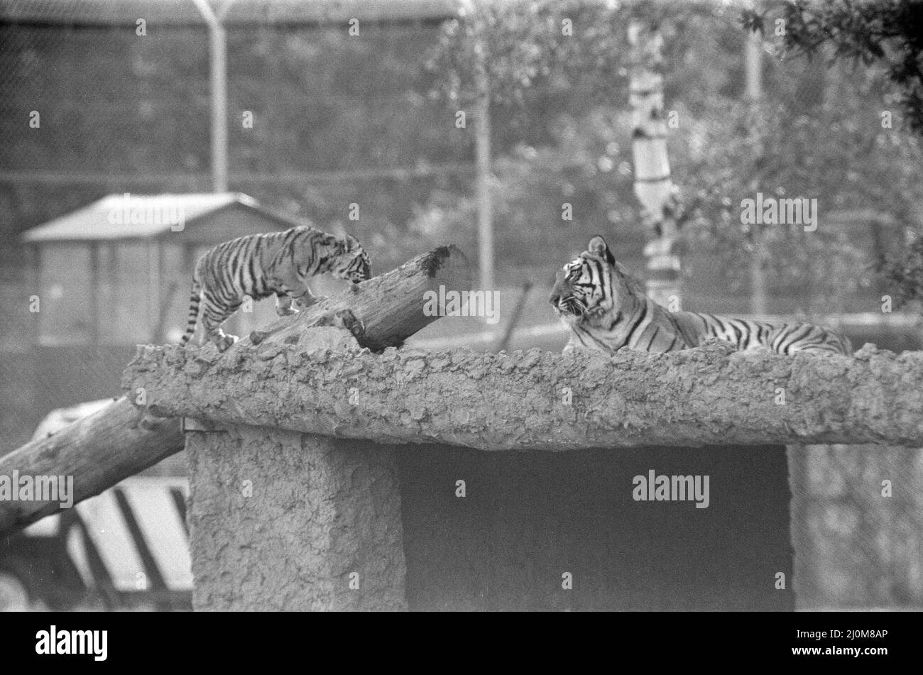 Windsor safari park hi-res stock photography and images - Alamy