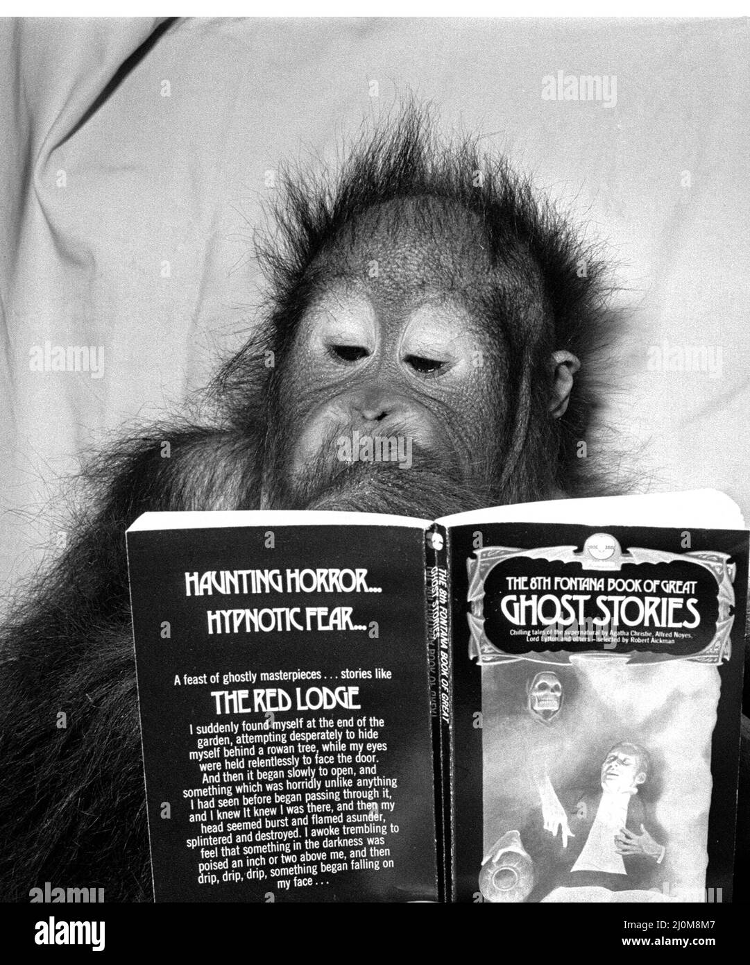 Monkeys reading Black and White Stock Photos & Images - Alamy