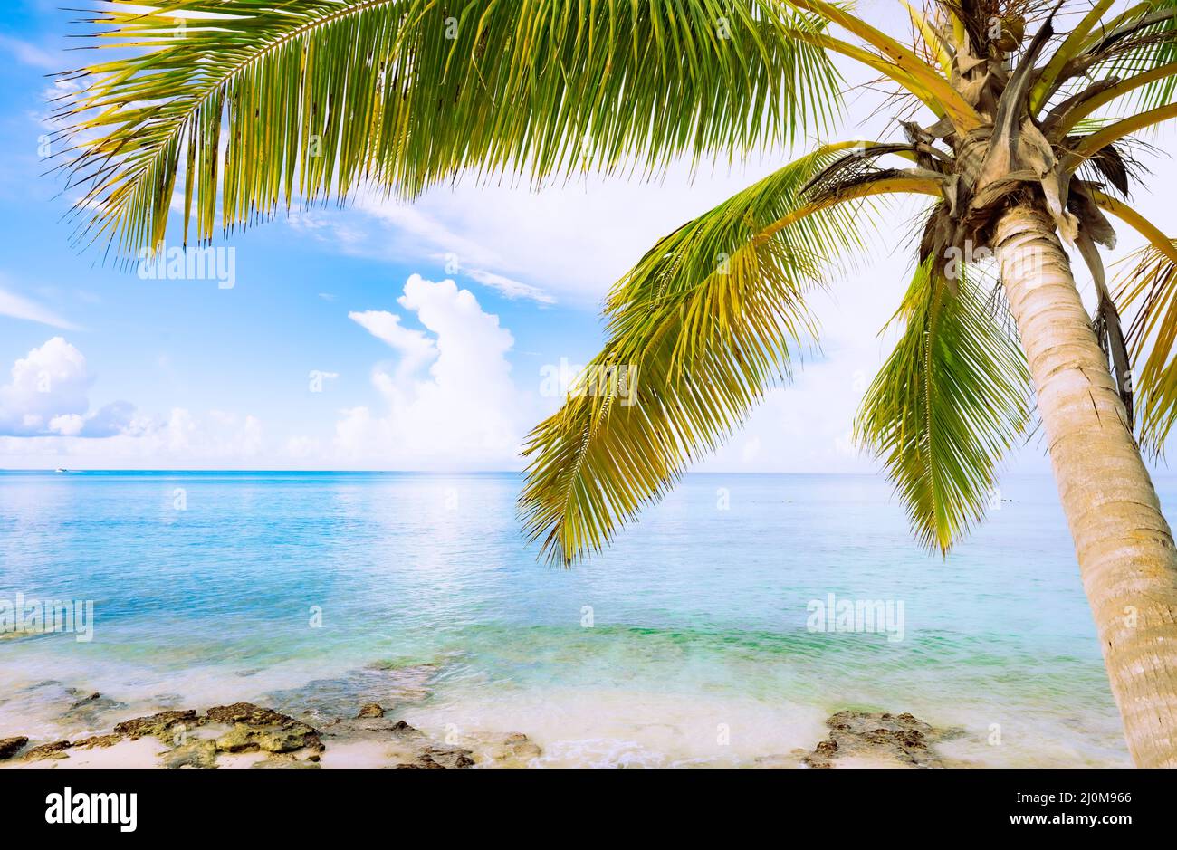 Caribbean sea palm trees paradise Stock Photo - Alamy