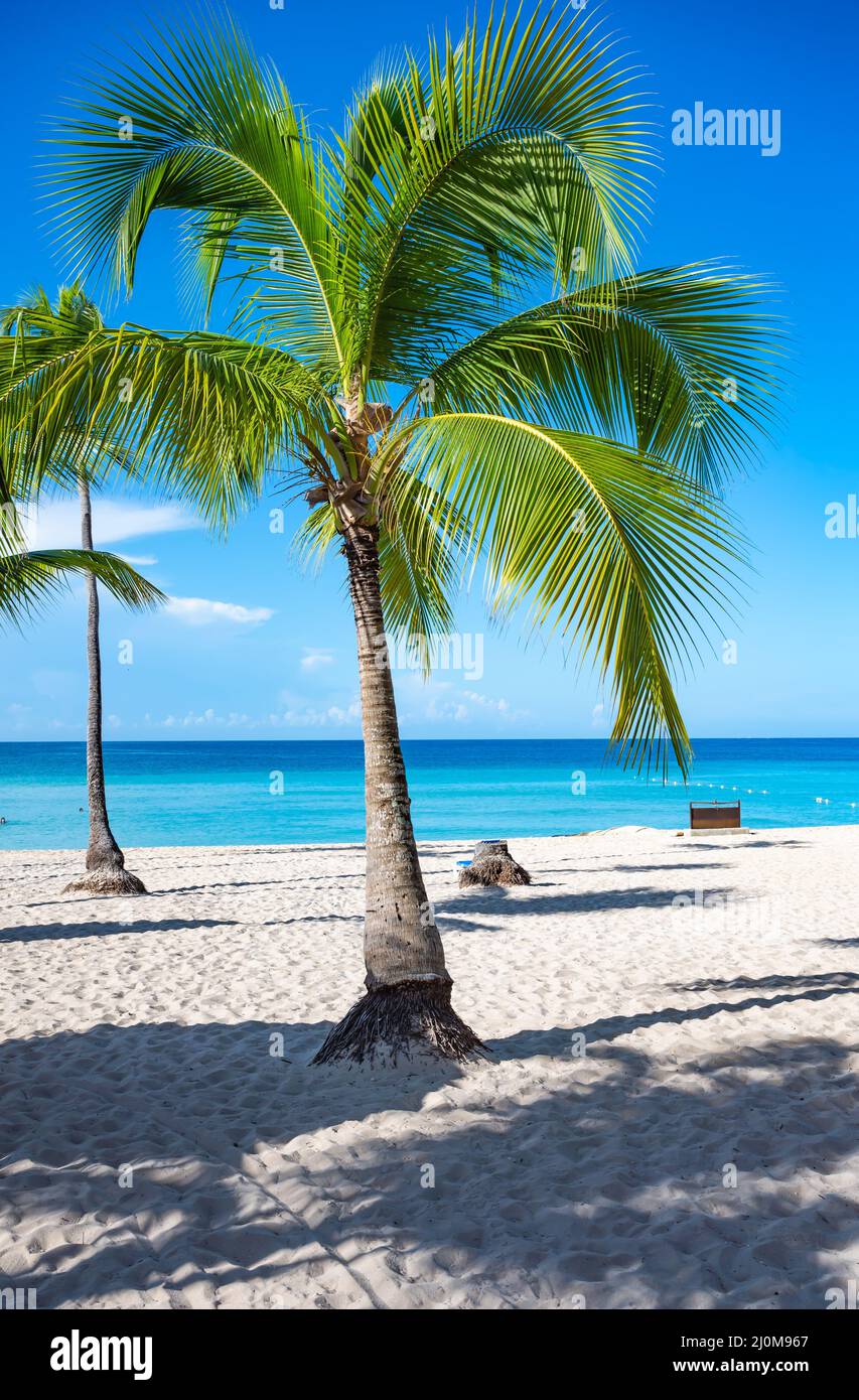 Caribbean sea palm trees paradise Stock Photo - Alamy