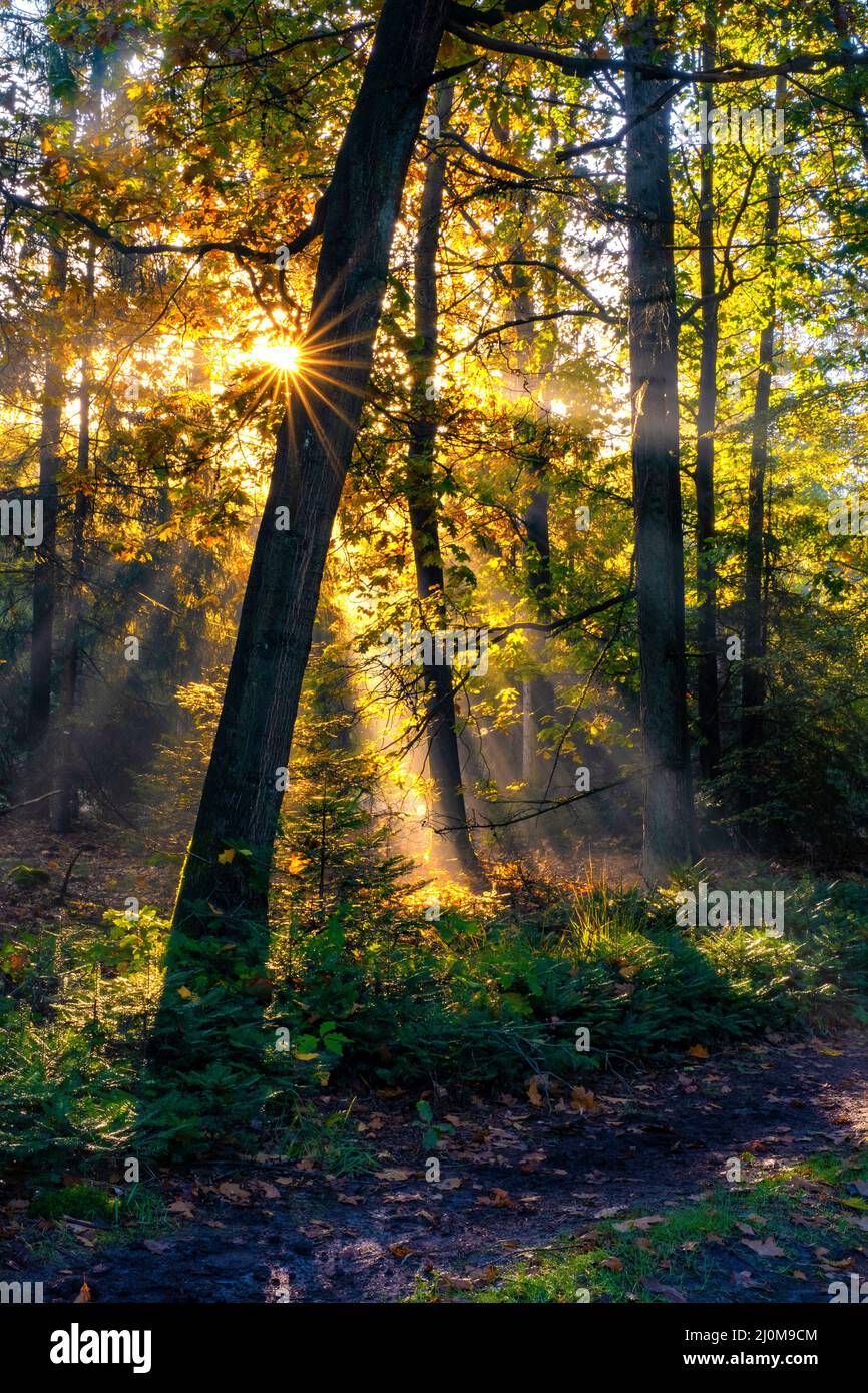 Autumn colors with orange red trees in October at national park ...