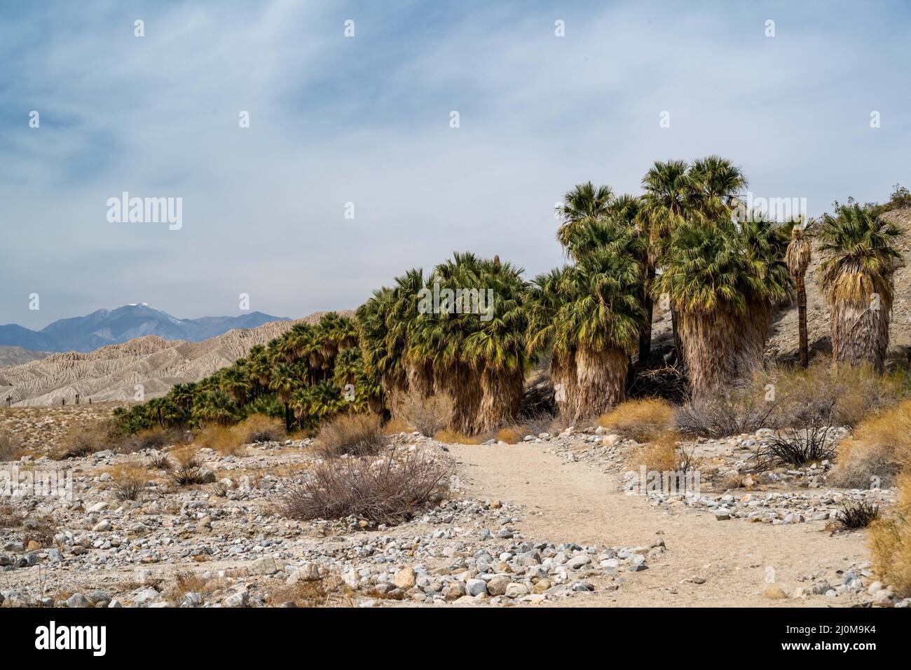Green palm trees bushes hi-res stock photography and images - Alamy