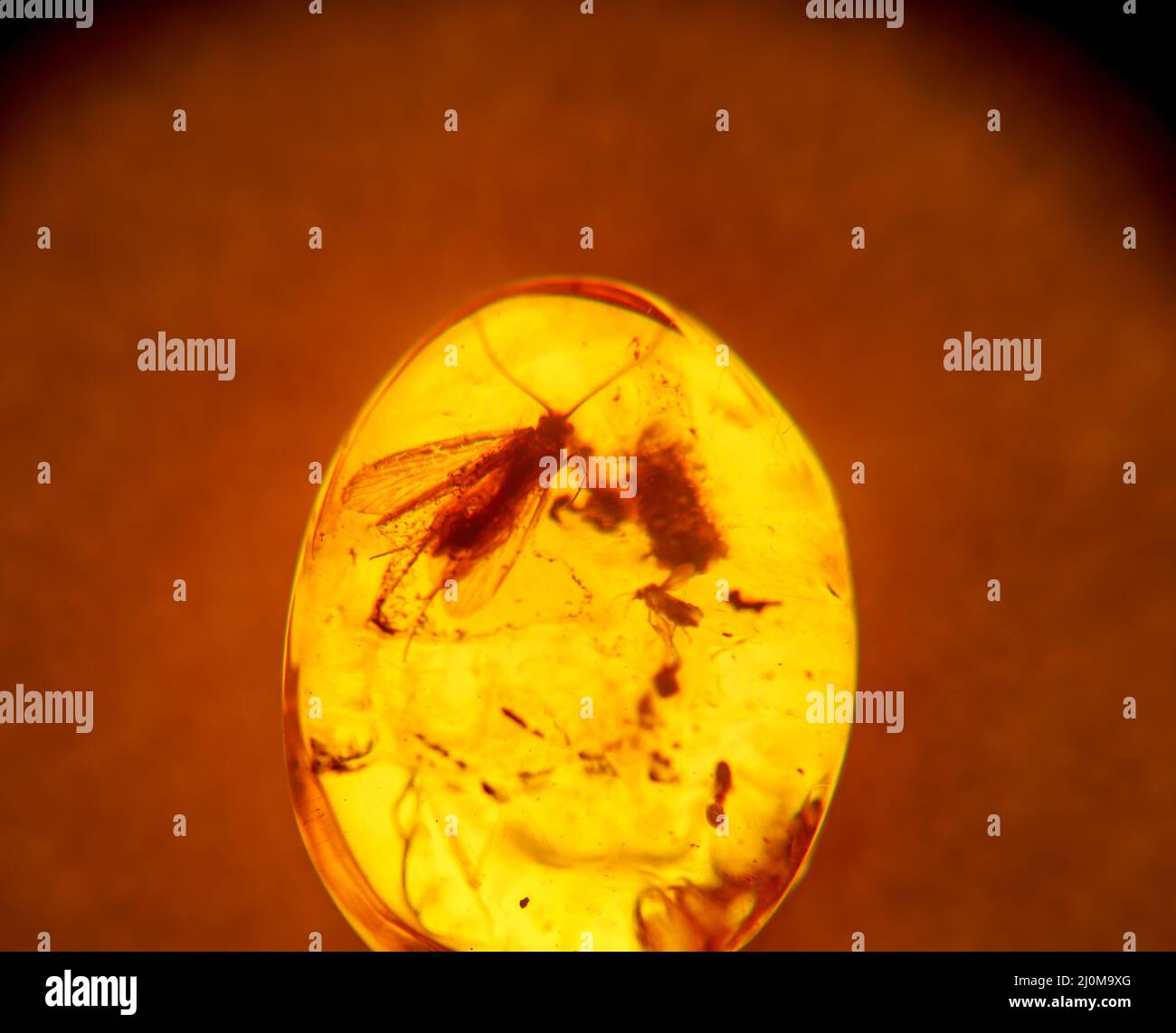 Amber with inclusions, insects. Amber is the former resin of trees ...