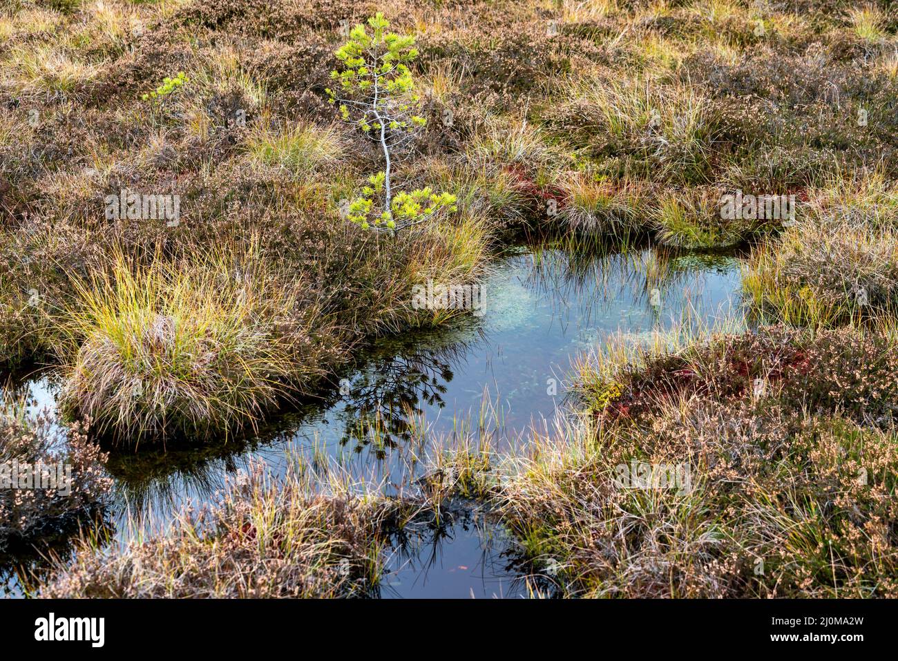 Swamp eye in the Black Moor in the RhÃ¶n Stock Photo - Alamy
