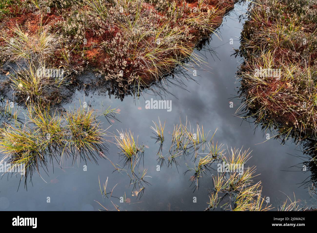 Swamp eye in the Black Moor in the RhÃ¶n Stock Photo - Alamy