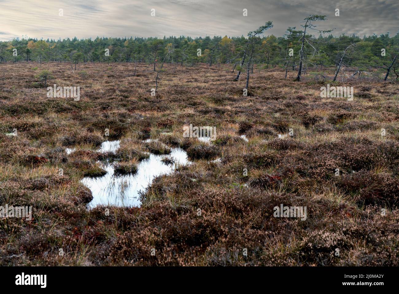 Swamp eye in the Black Moor in the RhÃ¶n Stock Photo - Alamy