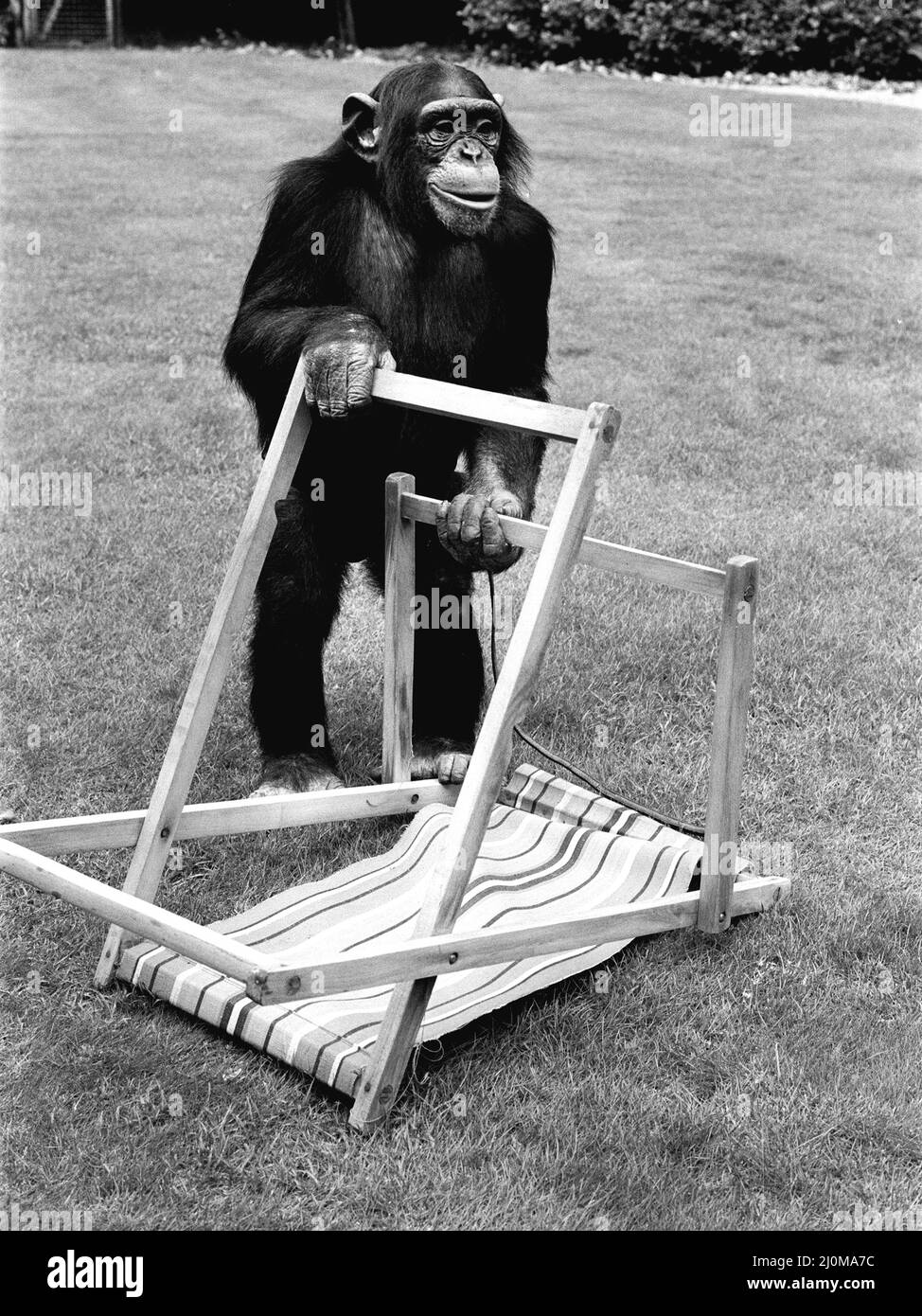 A Chimpanzee at Twycross Zoo embracing the Summer weather with a deck ...