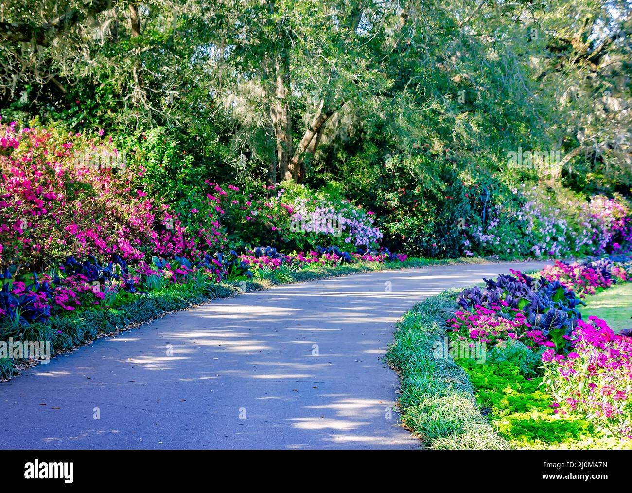 Azaleas (Rhododendron) bloom along a walking trail at Bellingrath ...