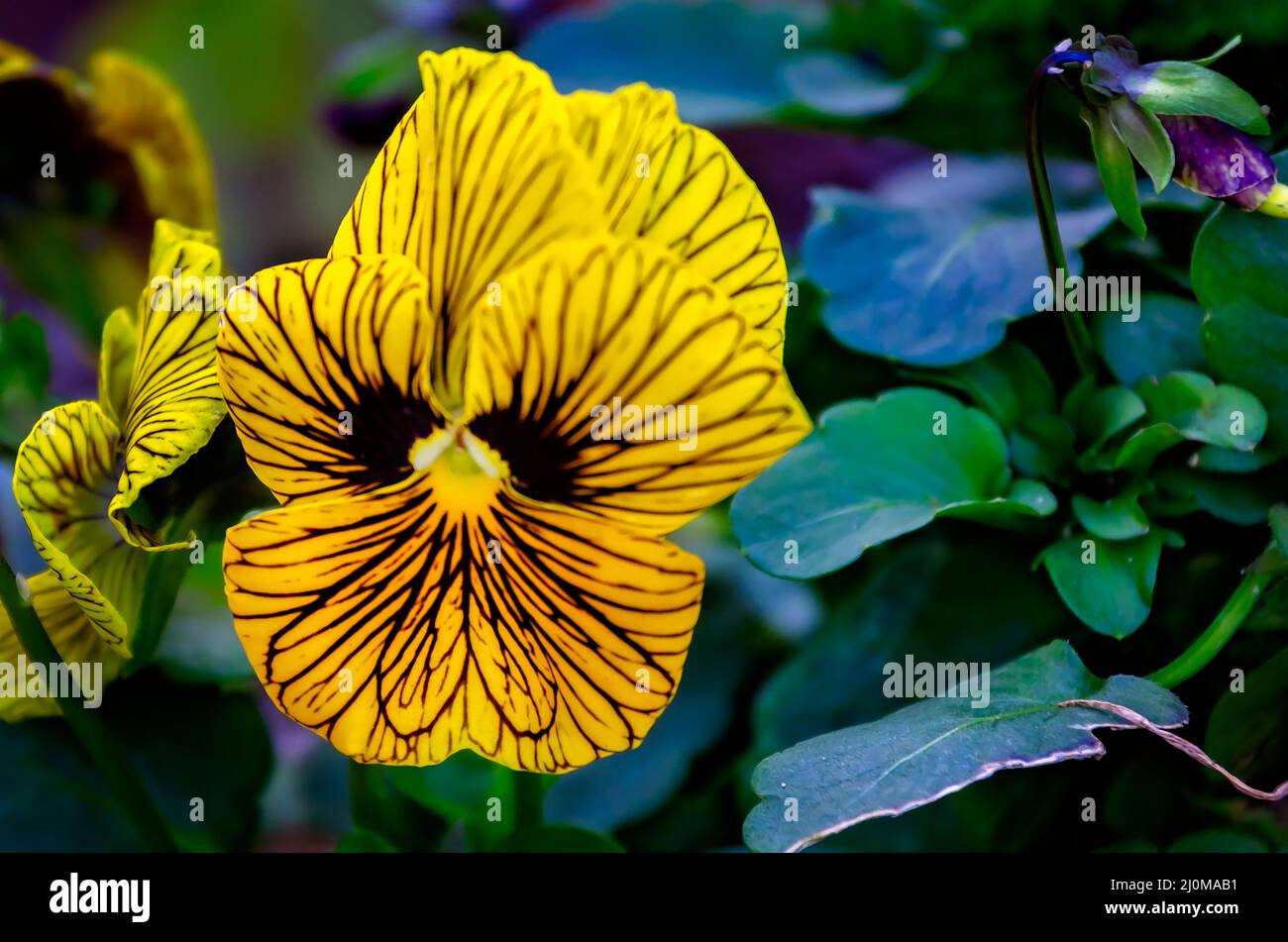 Tiger Eyes violas (Viola cornuta) bloom at Bellingrath Gardens, March 4 ...