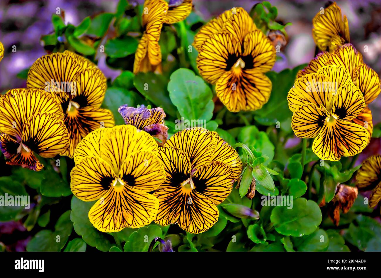 Viola cornuta tiger eyes hi-res stock photography and images - Alamy