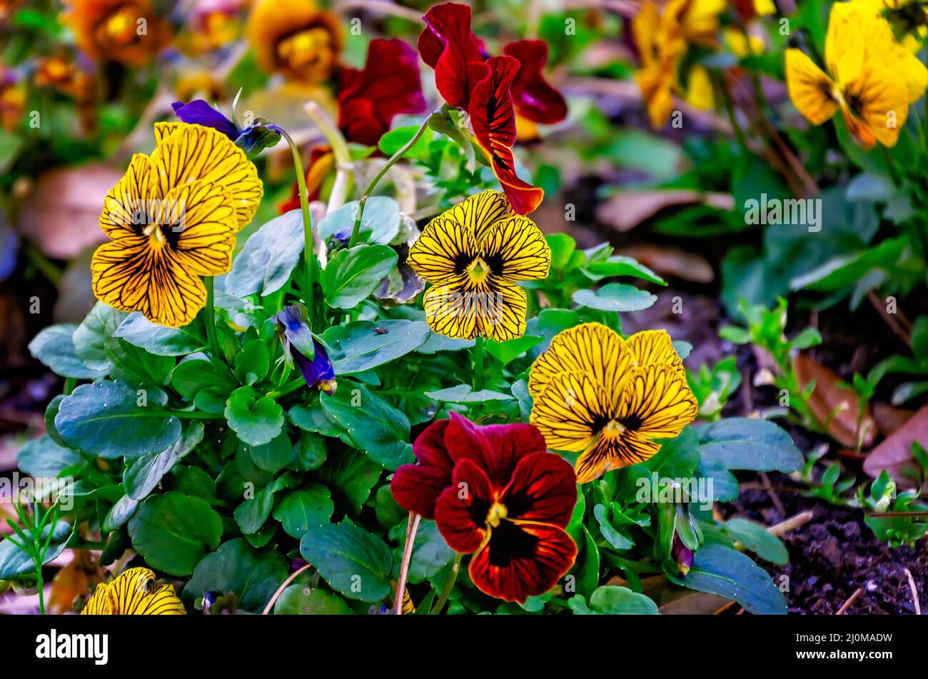 Viola angel eye of the tiger hi-res stock photography and images - Alamy