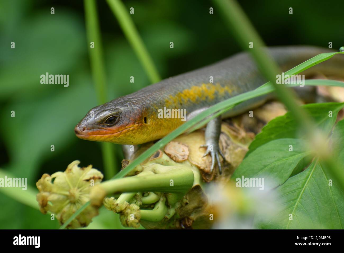 Common skink in java hi-res stock photography and images - Alamy