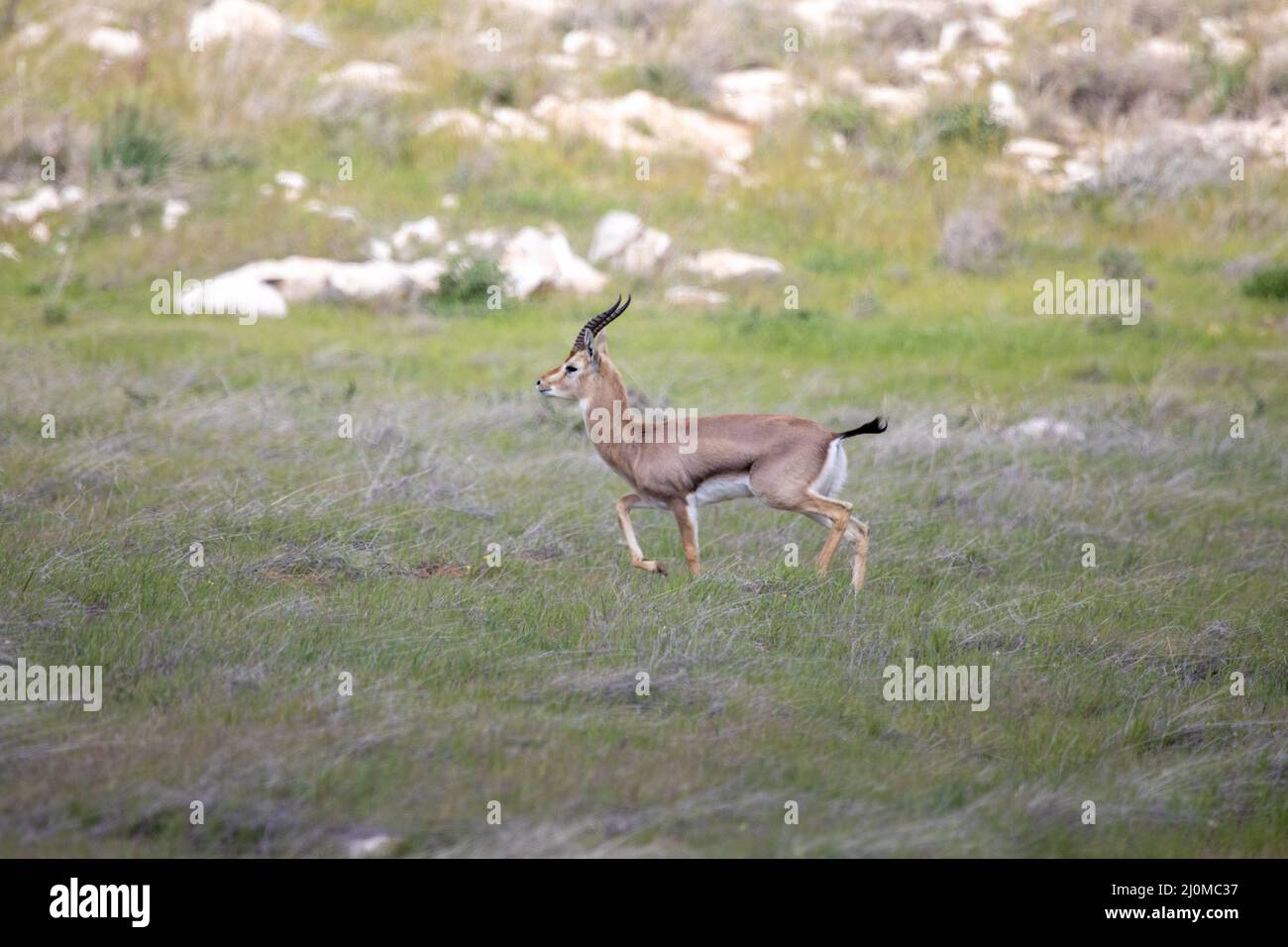 Beautiful Impala Antelope in African landscape and scenery Stock Photo ...