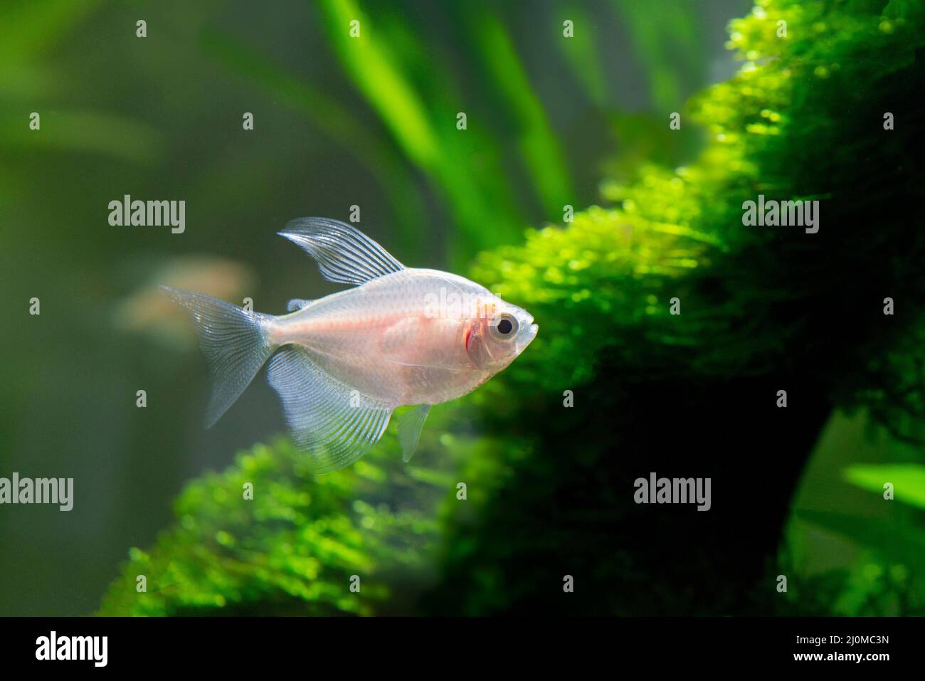 Small aquarium fish in the aquarium. Pets Stock Photo - Alamy