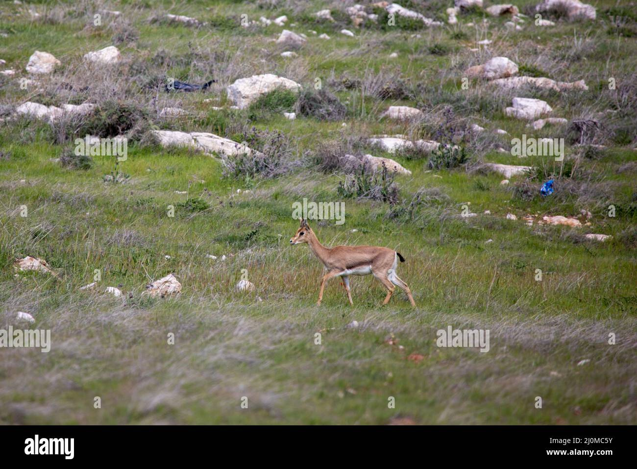 Beautiful Impala Antelope in African landscape and scenery Stock Photo ...