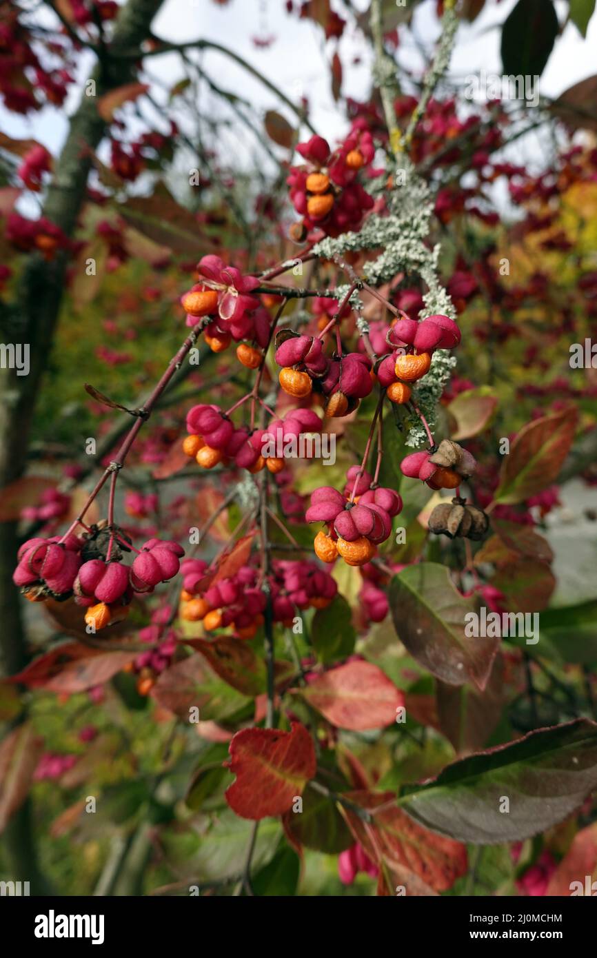 Spindle, European spindle, or common spindle (Euonymus europaeus Stock ...