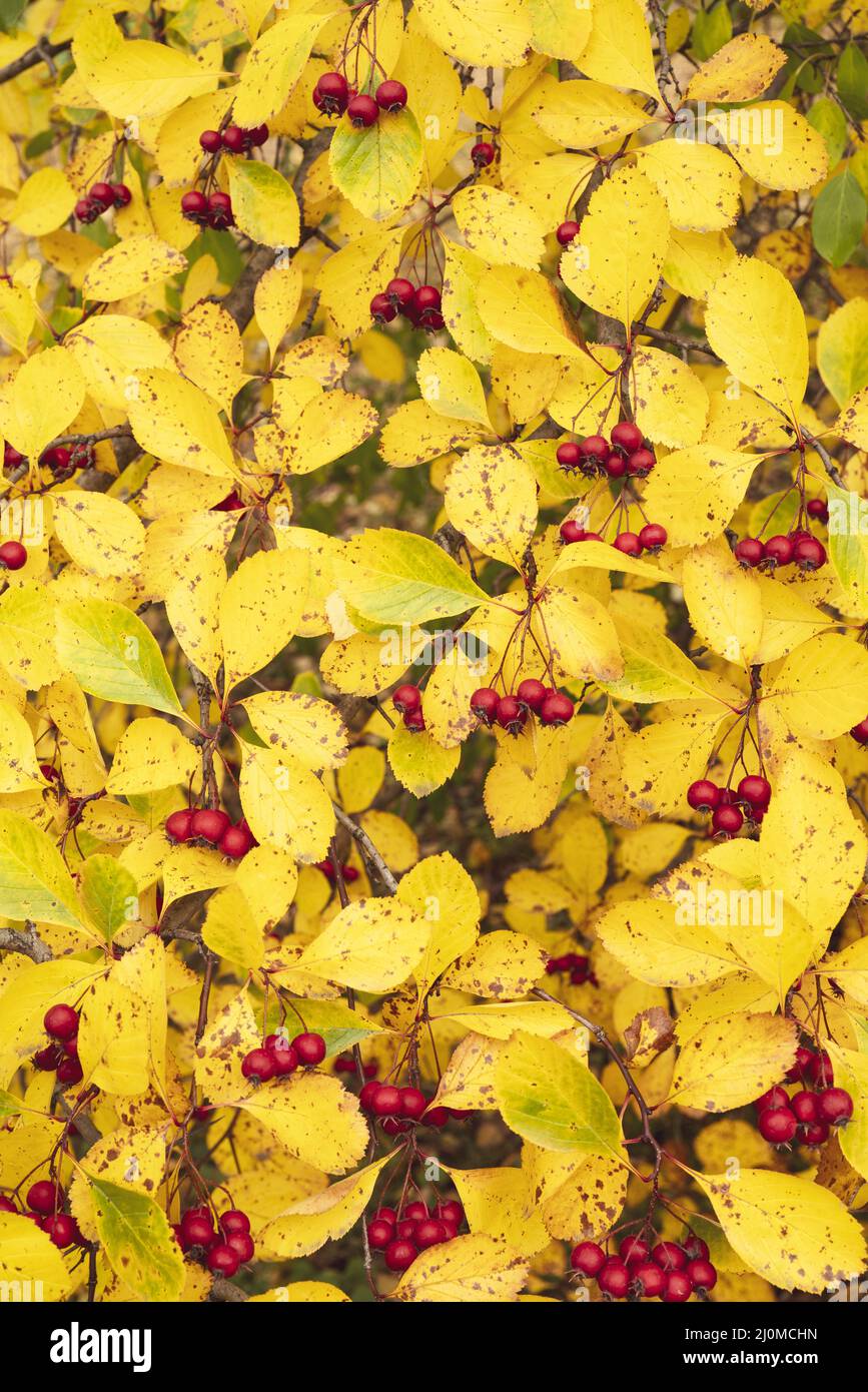 Yellow hawthorn hi-res stock photography and images - Alamy