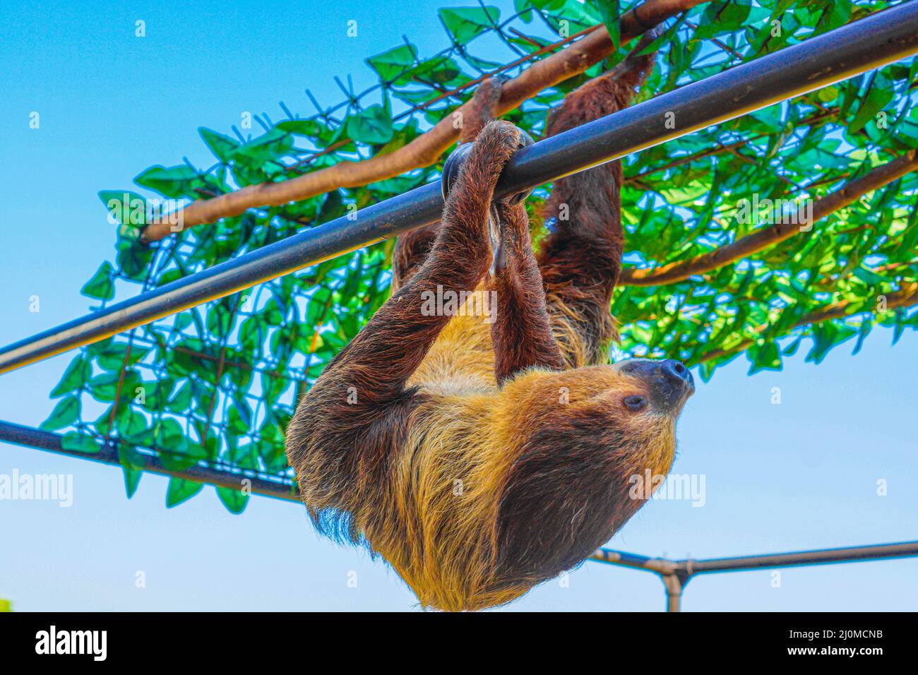 Image of sloth hanging in the bar Stock Photo - Alamy