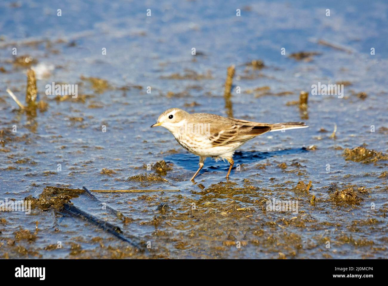 American pipit hi-res stock photography and images - Alamy