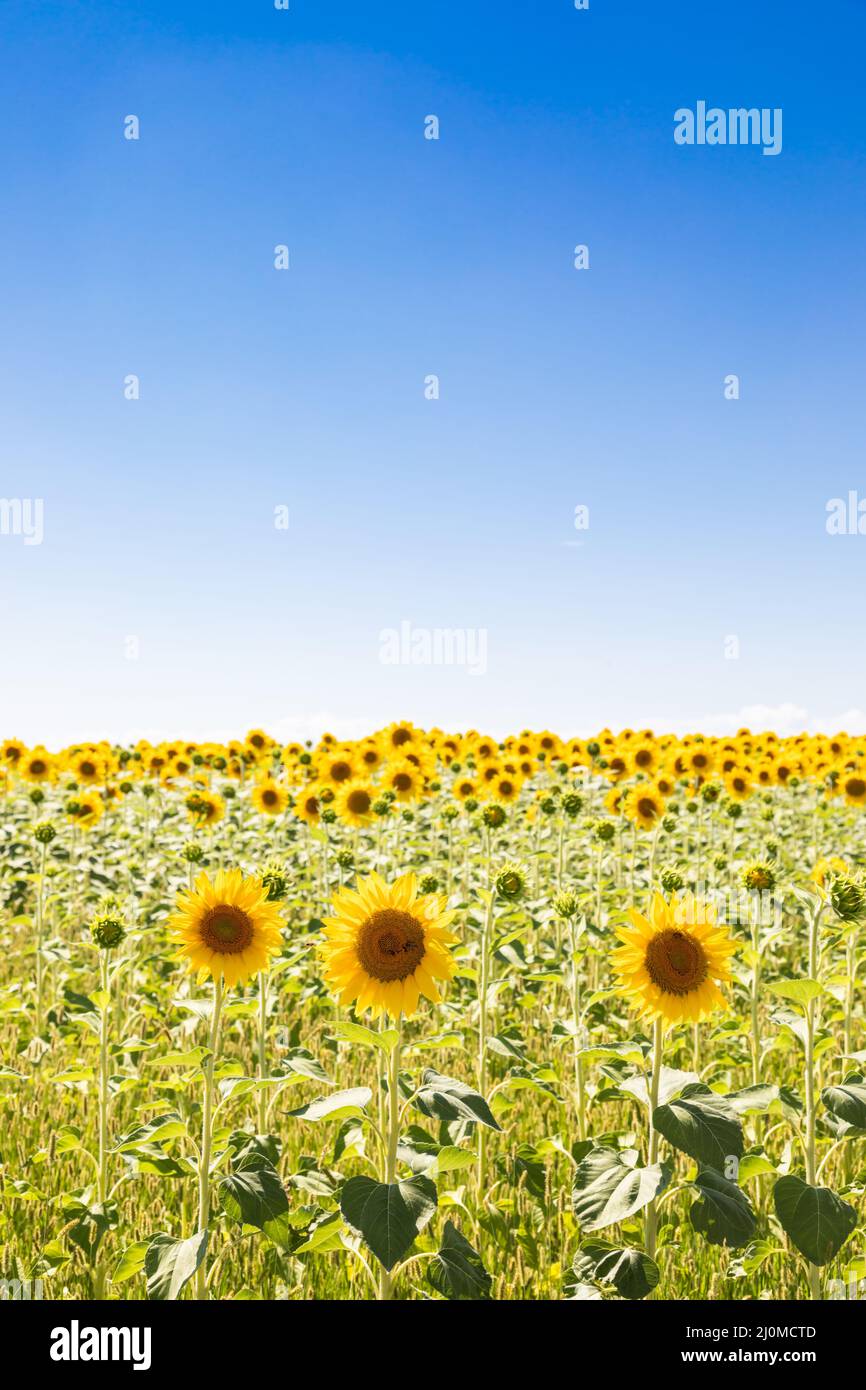 Tuscan countryside sunflowers hi-res stock photography and images - Alamy