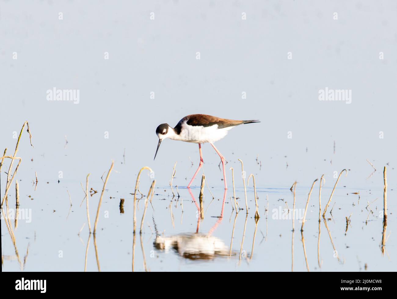 Black necked Stilt and Reflection Stock Photo - Alamy