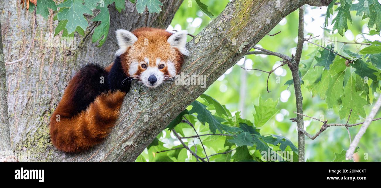 Red panda - Ailurus Fulgens - portrait. Cute animal resting lazy on a ...
