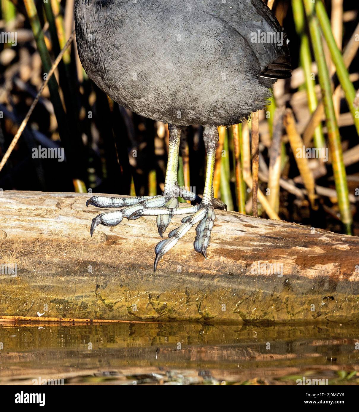 Coot legs hi-res stock photography and images - Alamy