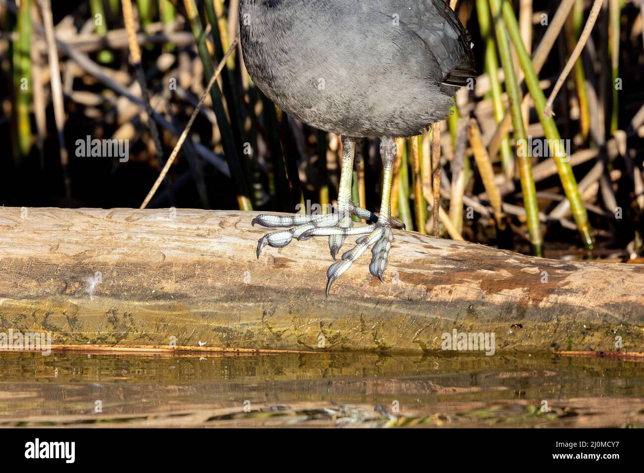 American Coot Legs and Feet Closeup Stock Photo - Alamy