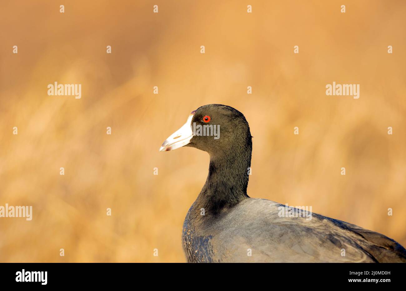 American Coot Portrait Stock Photo - Alamy