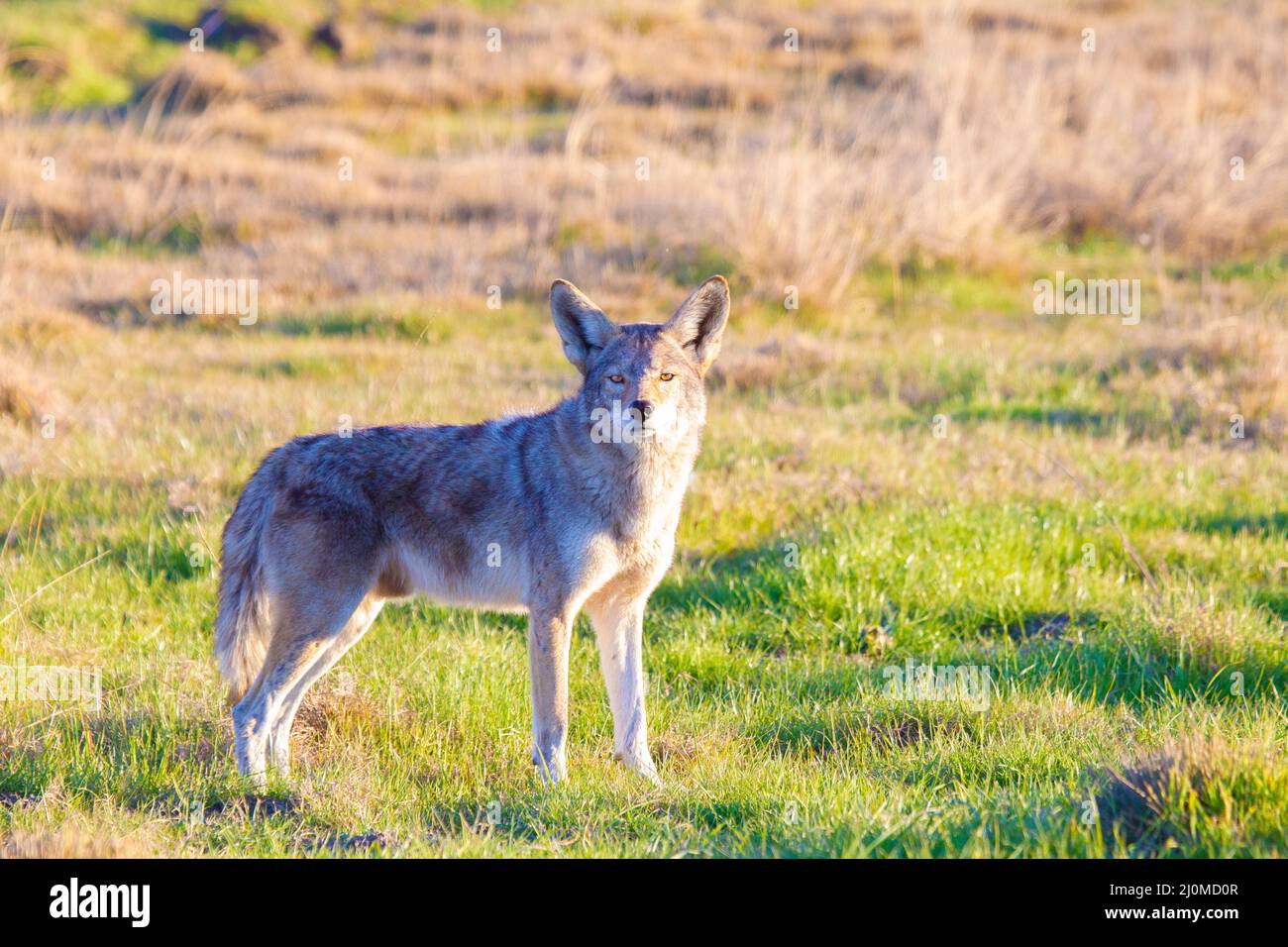 Coyote looking at camera Stock Photo - Alamy