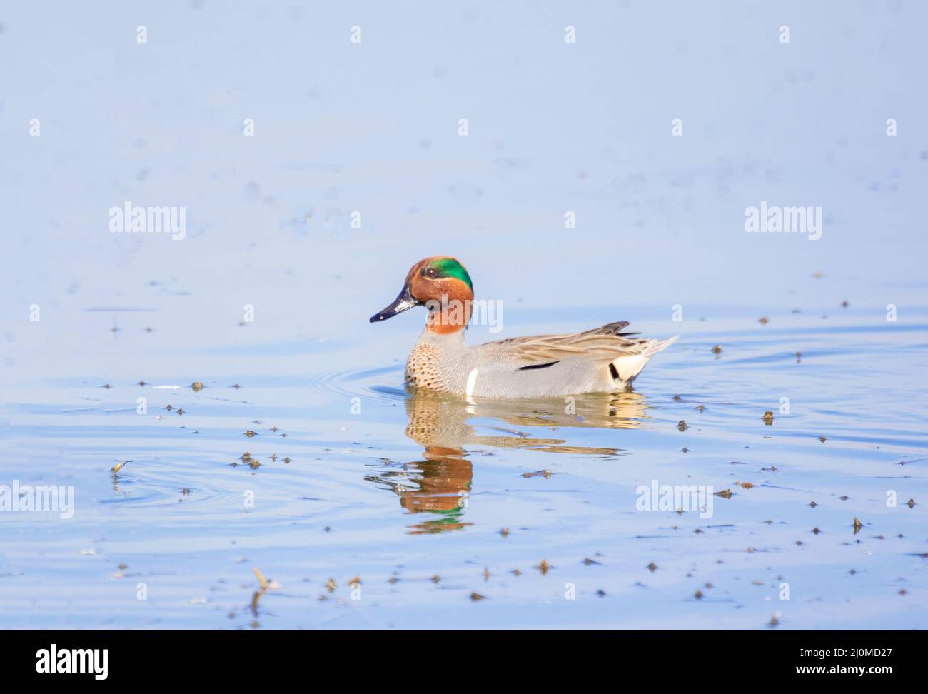 Green winged Teal Male Stock Photo - Alamy