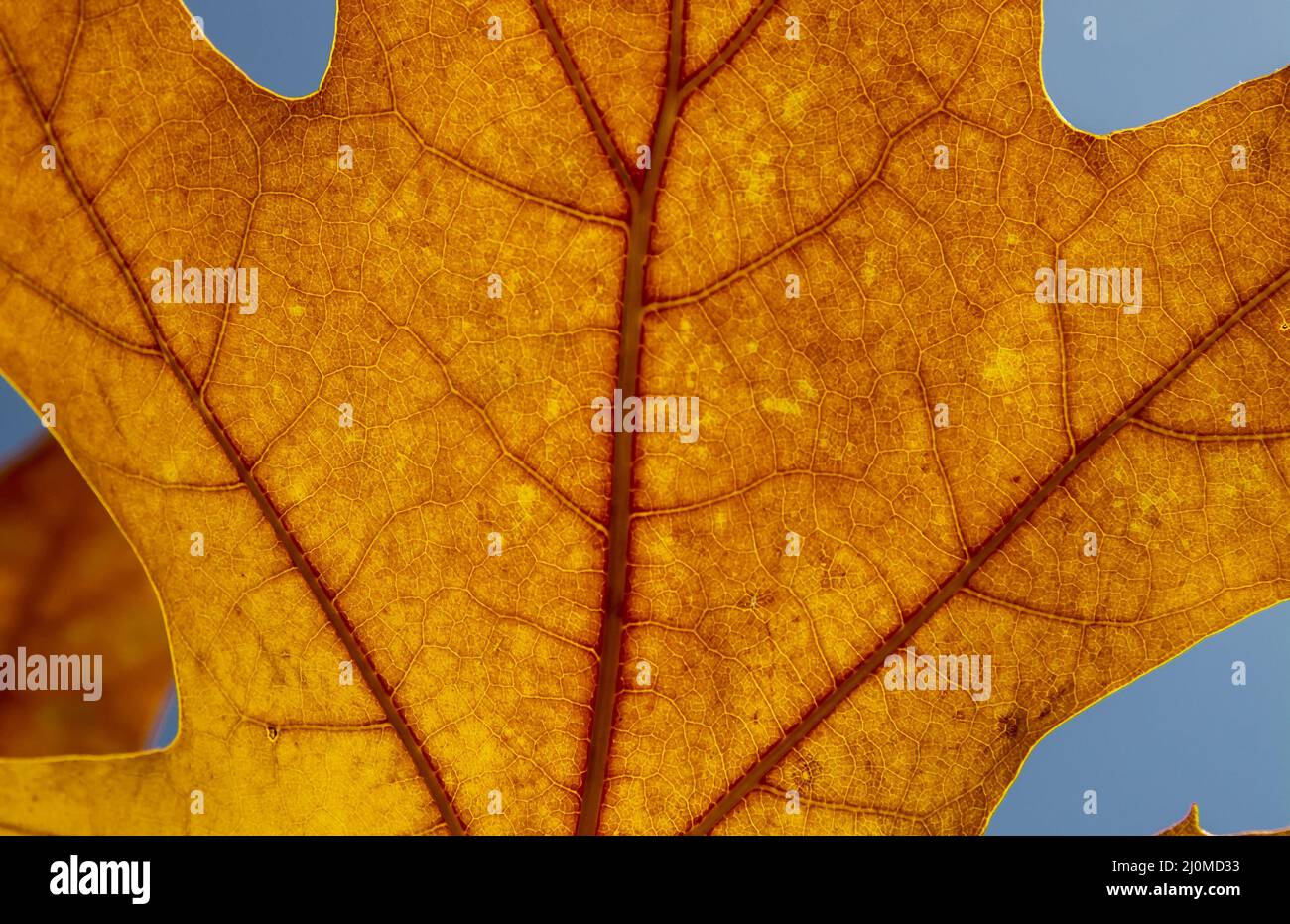 Red leaves of Northern red oak (Quercus rubra) in the autumn. Red oak ...