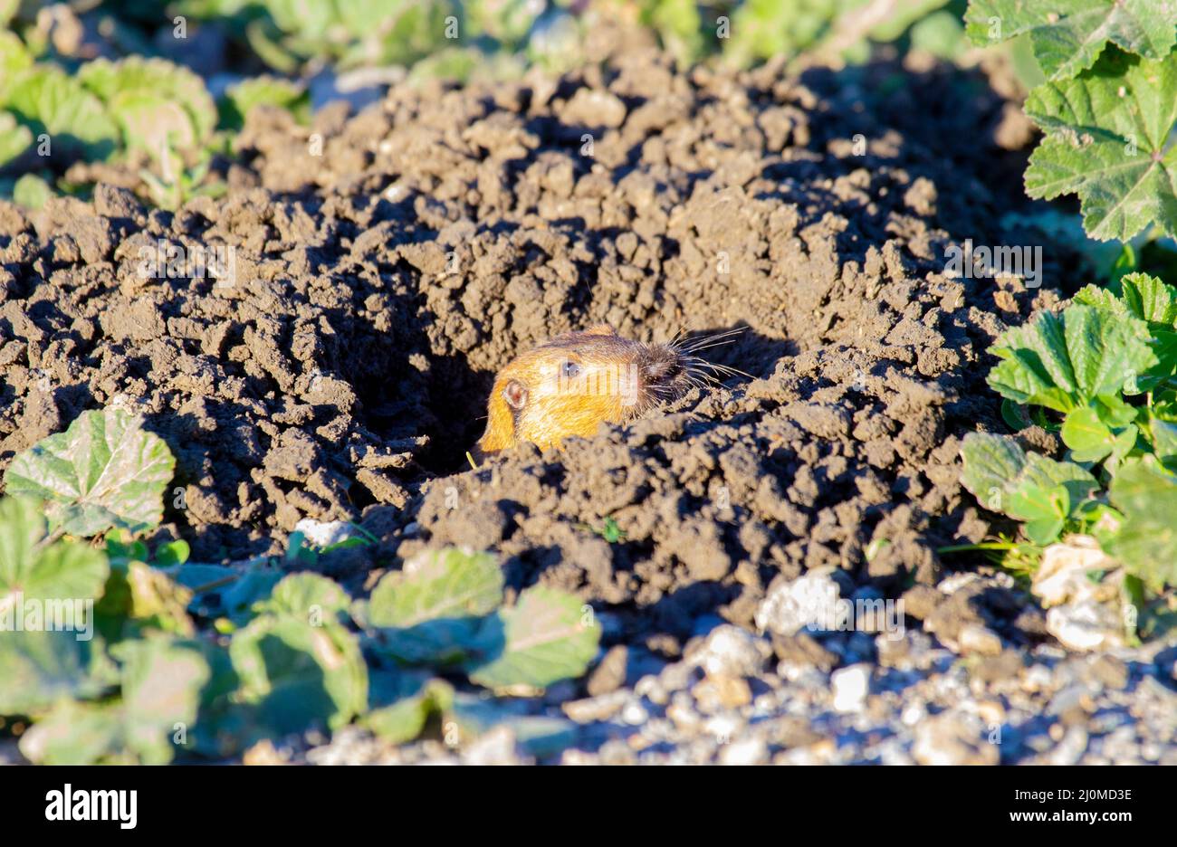 Gopher Peeking out from Burrow Stock Photo - Alamy