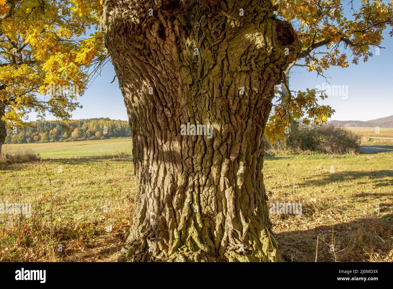 Ancient Oak tree (Quercus) in the autumn. Yellow leaves in the fall ...