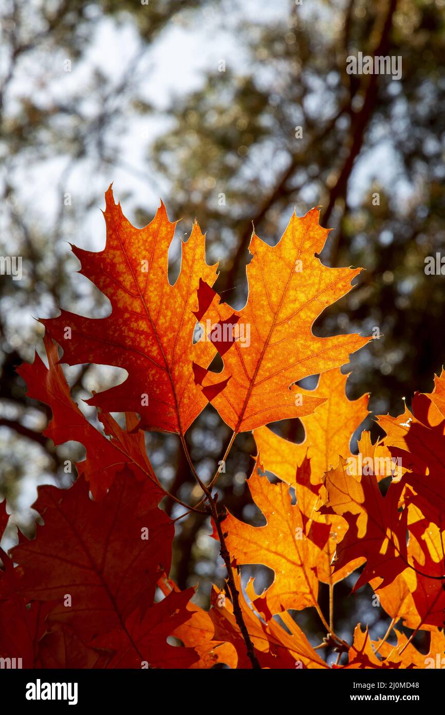 Red leaves of Northern red oak (Quercus rubra) in the autumn. Red oak ...