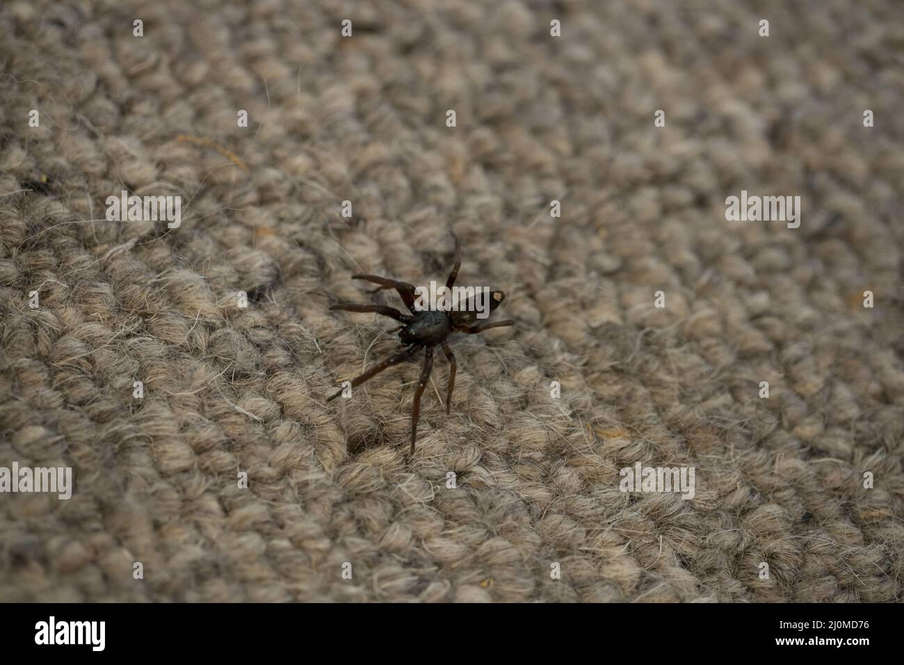 Australian spider house hi-res stock photography and images - Alamy