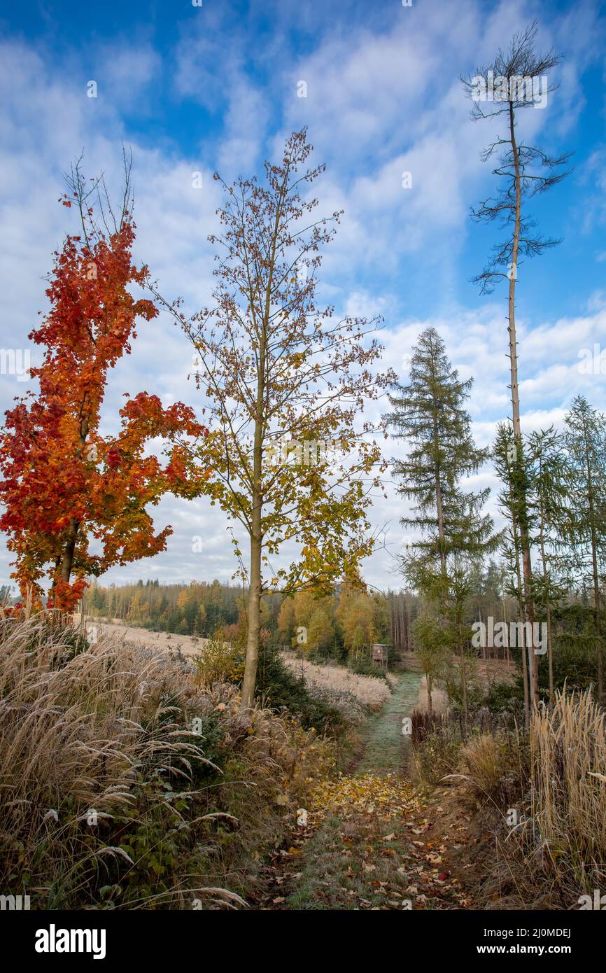 Colored tree hi-res stock photography and images - Alamy