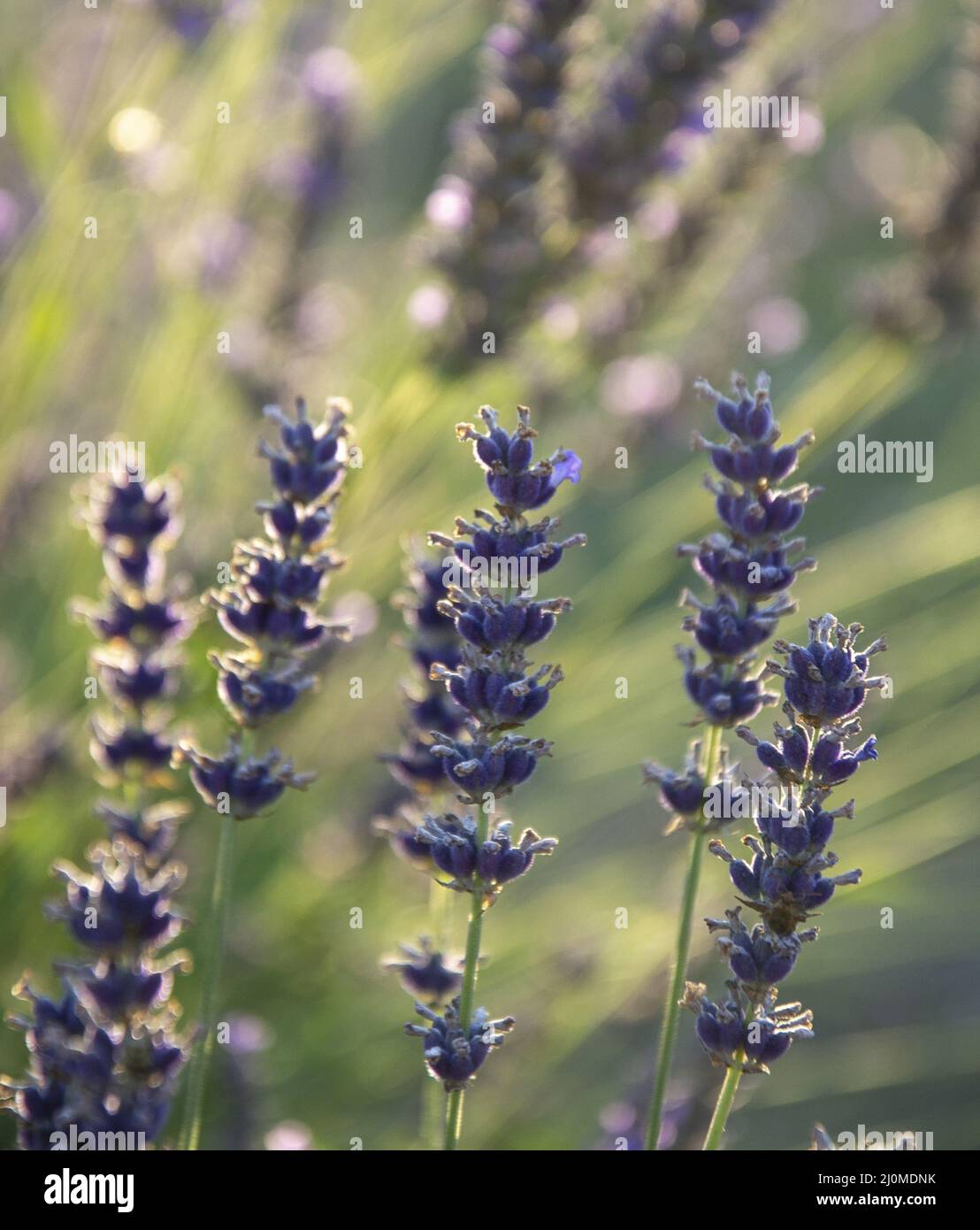 Close up of lavender flowers in the garden during the sunset. Lavandula ...