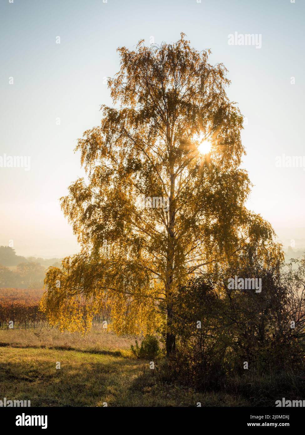 Tree backlit by sun hi-res stock photography and images - Alamy