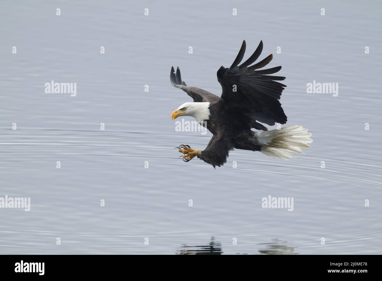 Bald eagle at water hi-res stock photography and images - Alamy
